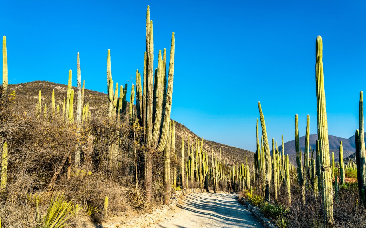 Surprise Box - Fauna and Flora in Mexico | Terra Maya, local travel ...