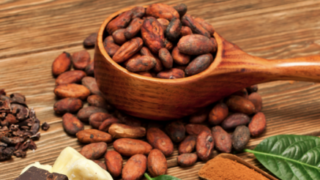 Cacao Mexicano: a sensory experience to the land of chocolate | Terra ...